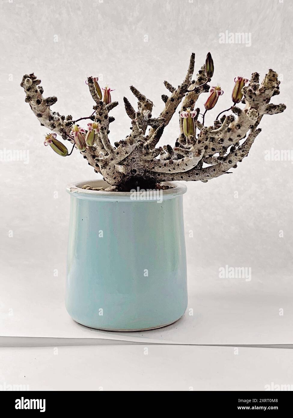 Tylecodon buchholzianus succulent in blue ceramic pot isolated on white ...