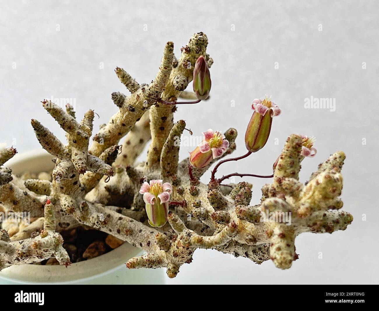 Tylecodon buchholzianus hi-res stock photography and images - Alamy