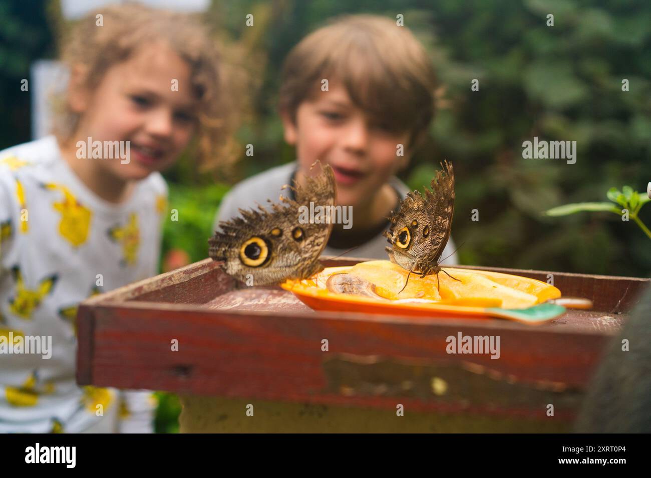 Kids looking at butterflies hi-res stock photography and images - Alamy