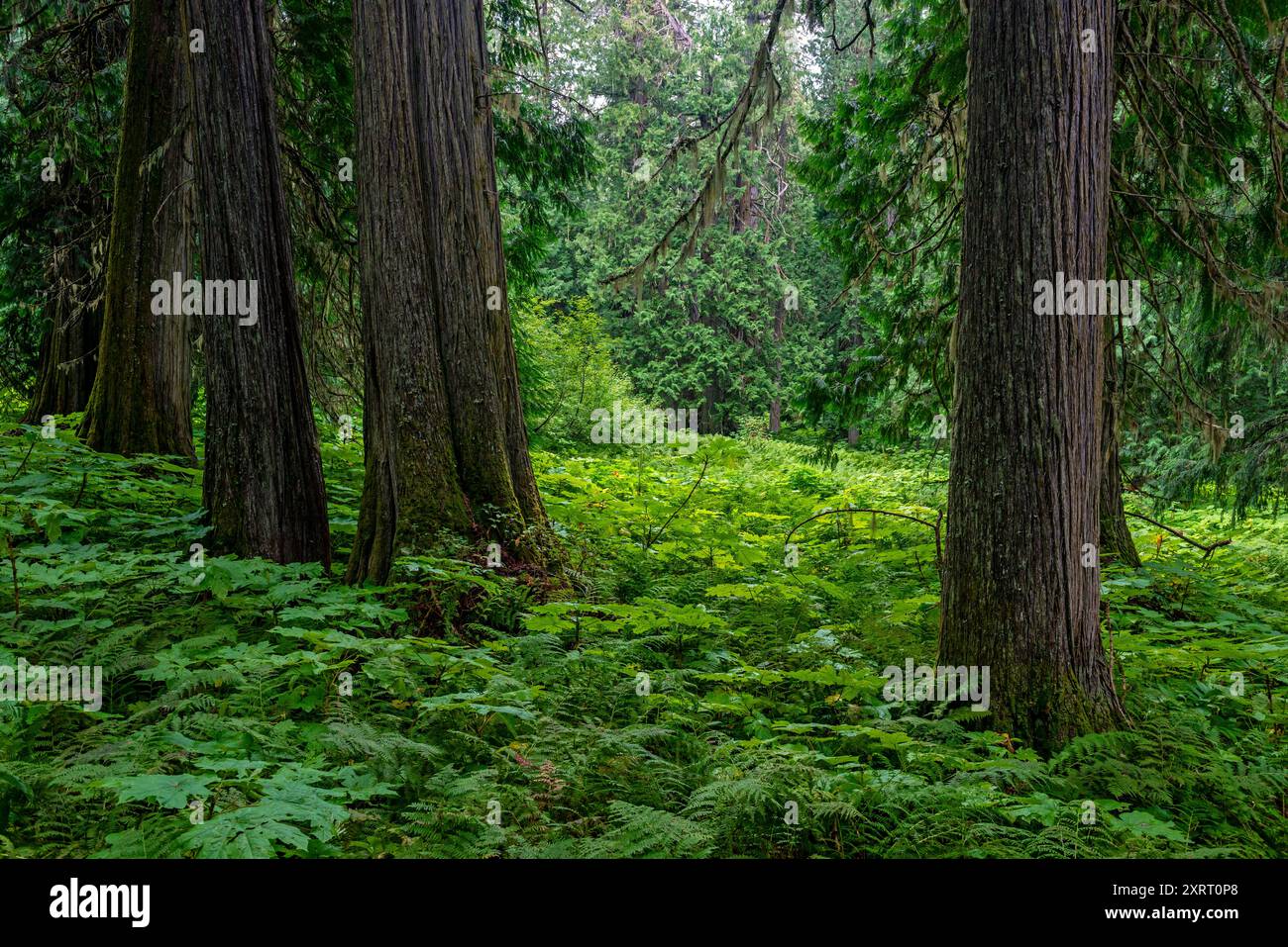 Ancient cedar tree hi-res stock photography and images - Alamy