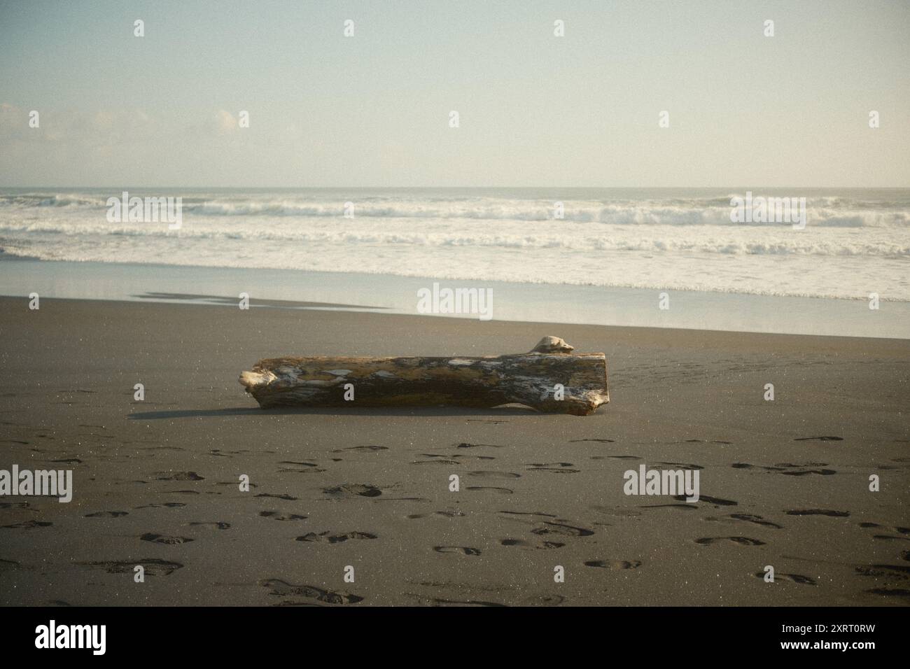 dry wooden log at the edge of a black sandy beach on a tropical island ...