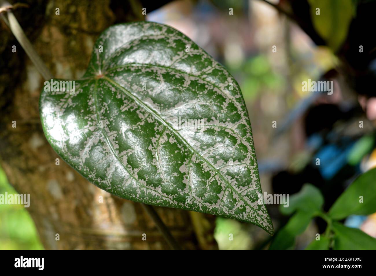 Red betel leaf clump texture creative background Stock Photo - Alamy