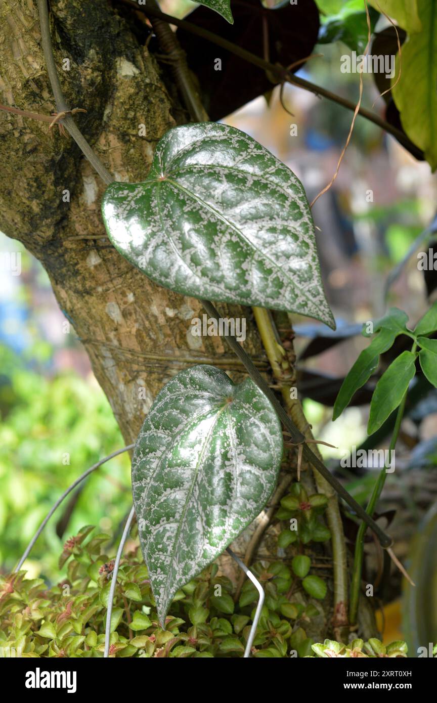 Red betel leaf clump texture creative background Stock Photo - Alamy