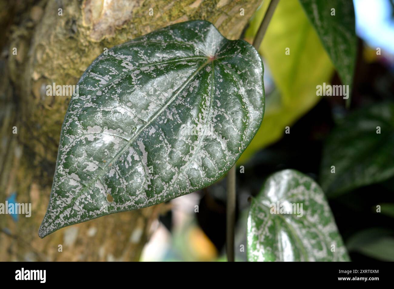 Red betel leaf clump texture creative background Stock Photo - Alamy