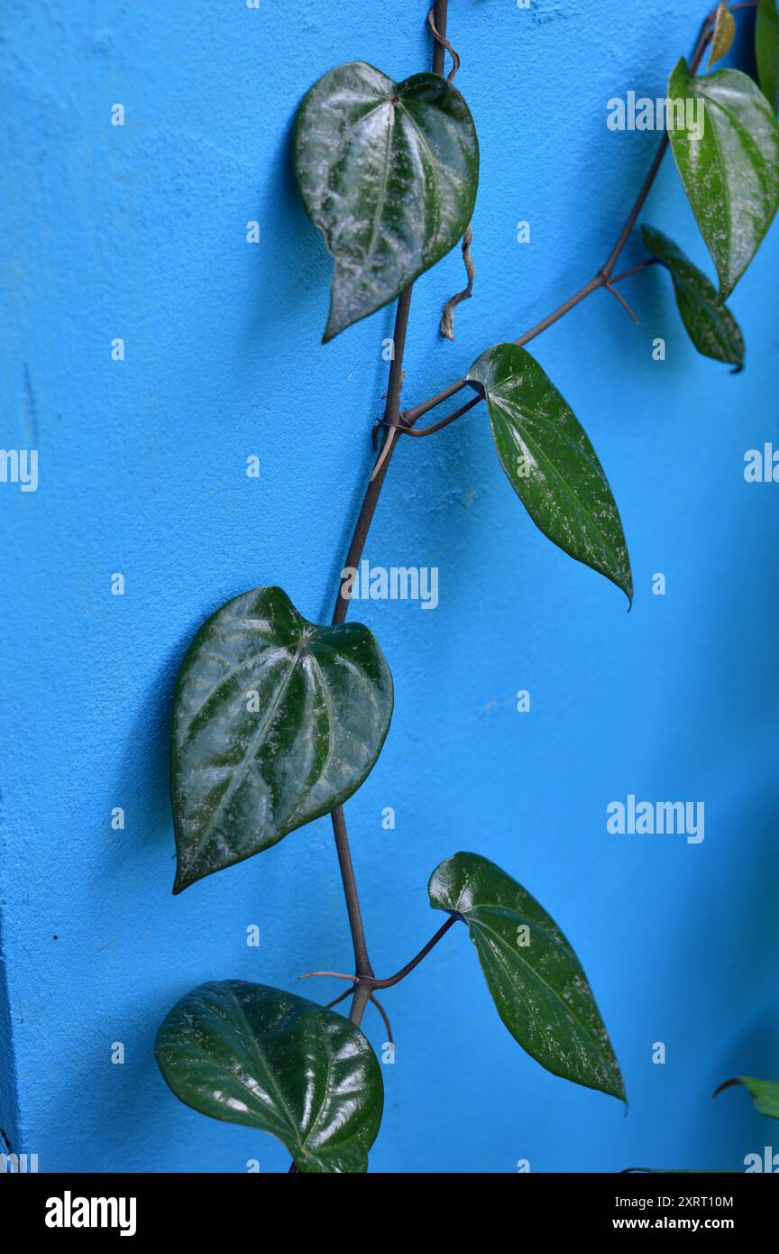 Red betel leaf clump texture creative background Stock Photo - Alamy