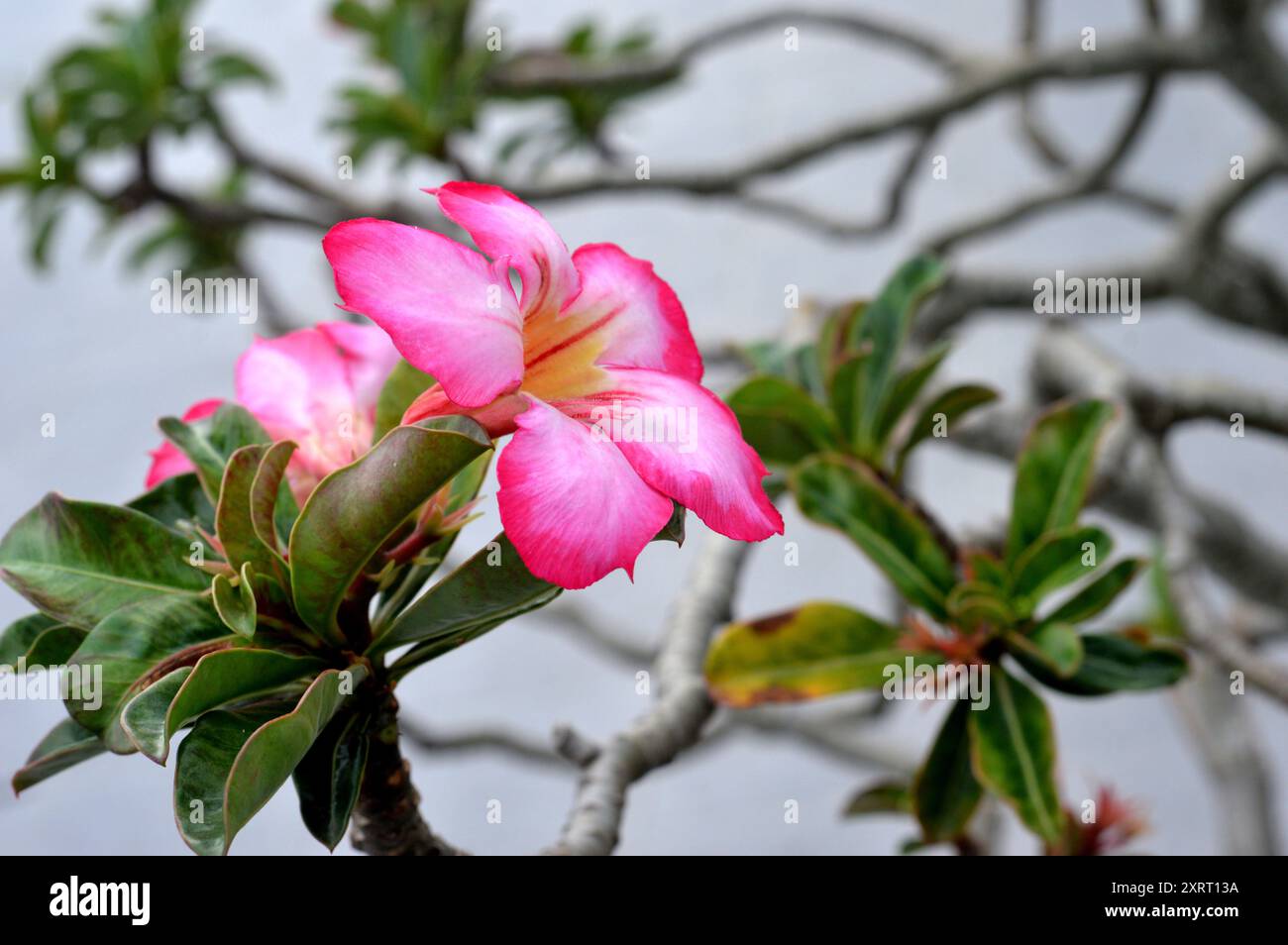 Adenium is a genus of flowering plants in the Apocynaceae family, which ...
