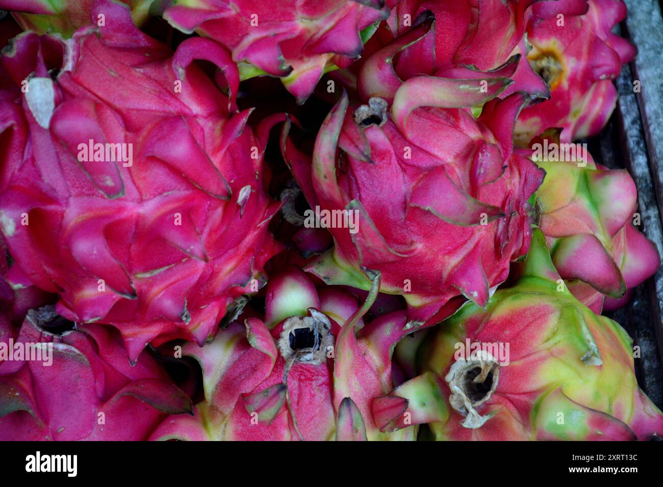 Red fleshed pitaya hi-res stock photography and images - Alamy