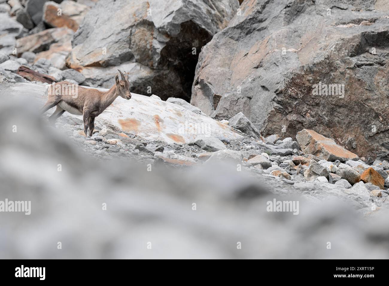 Silhouette ibexes hi-res stock photography and images - Alamy