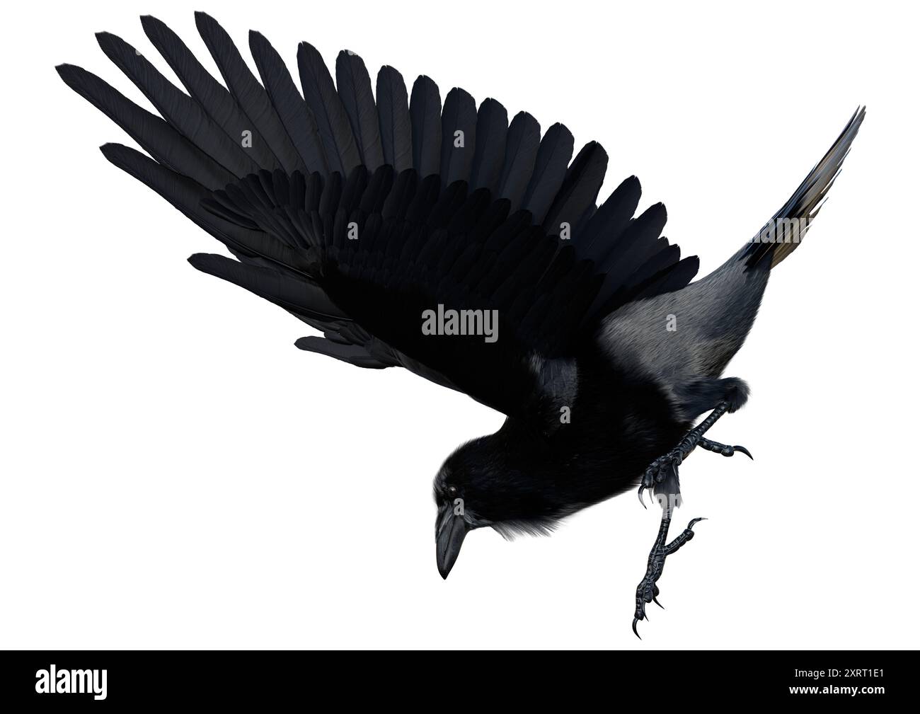 3D rendering of a black crow isolated on white background Stock Photo ...