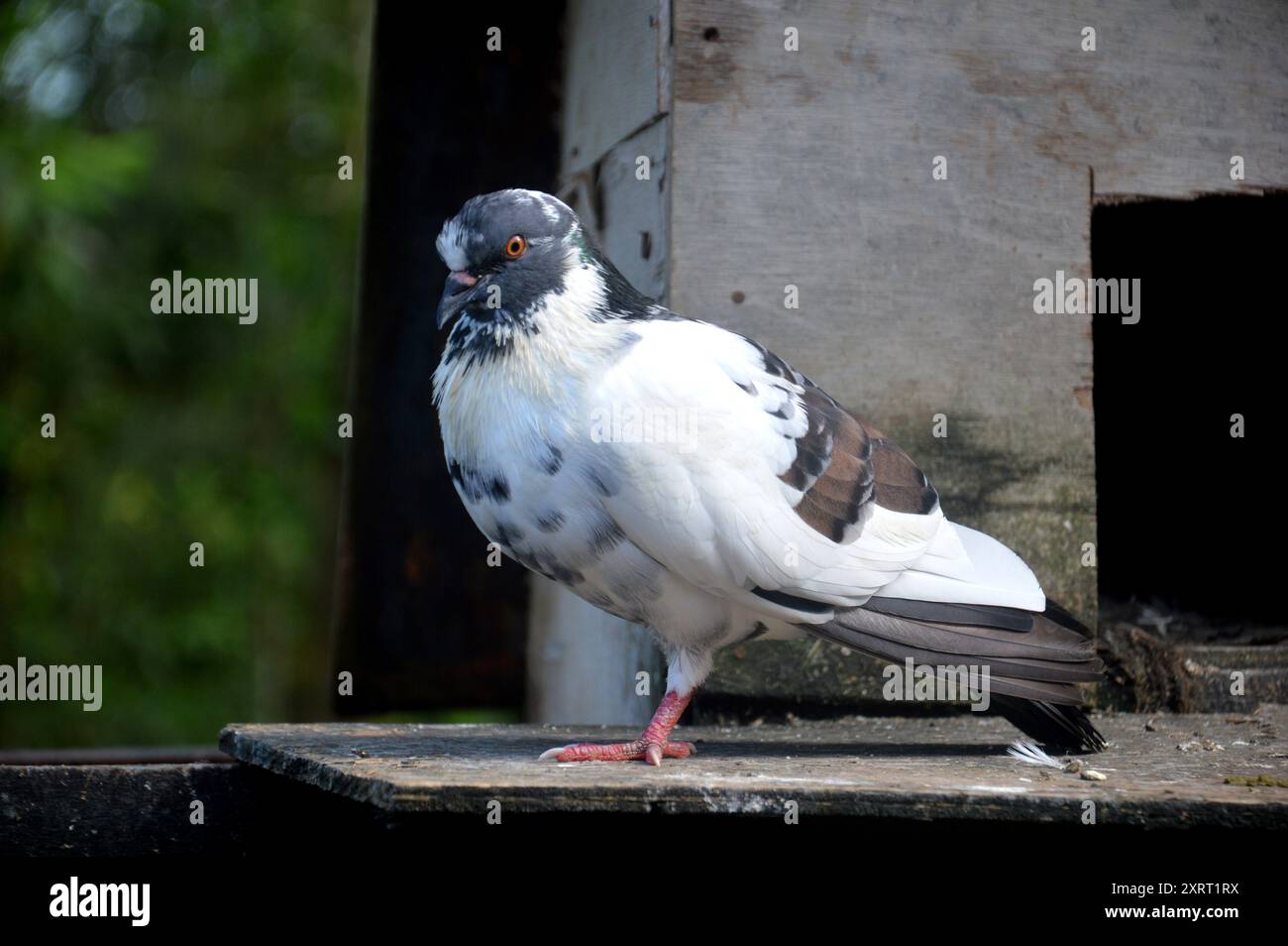 Pigeons perched in wooden hut nests Stock Photo - Alamy