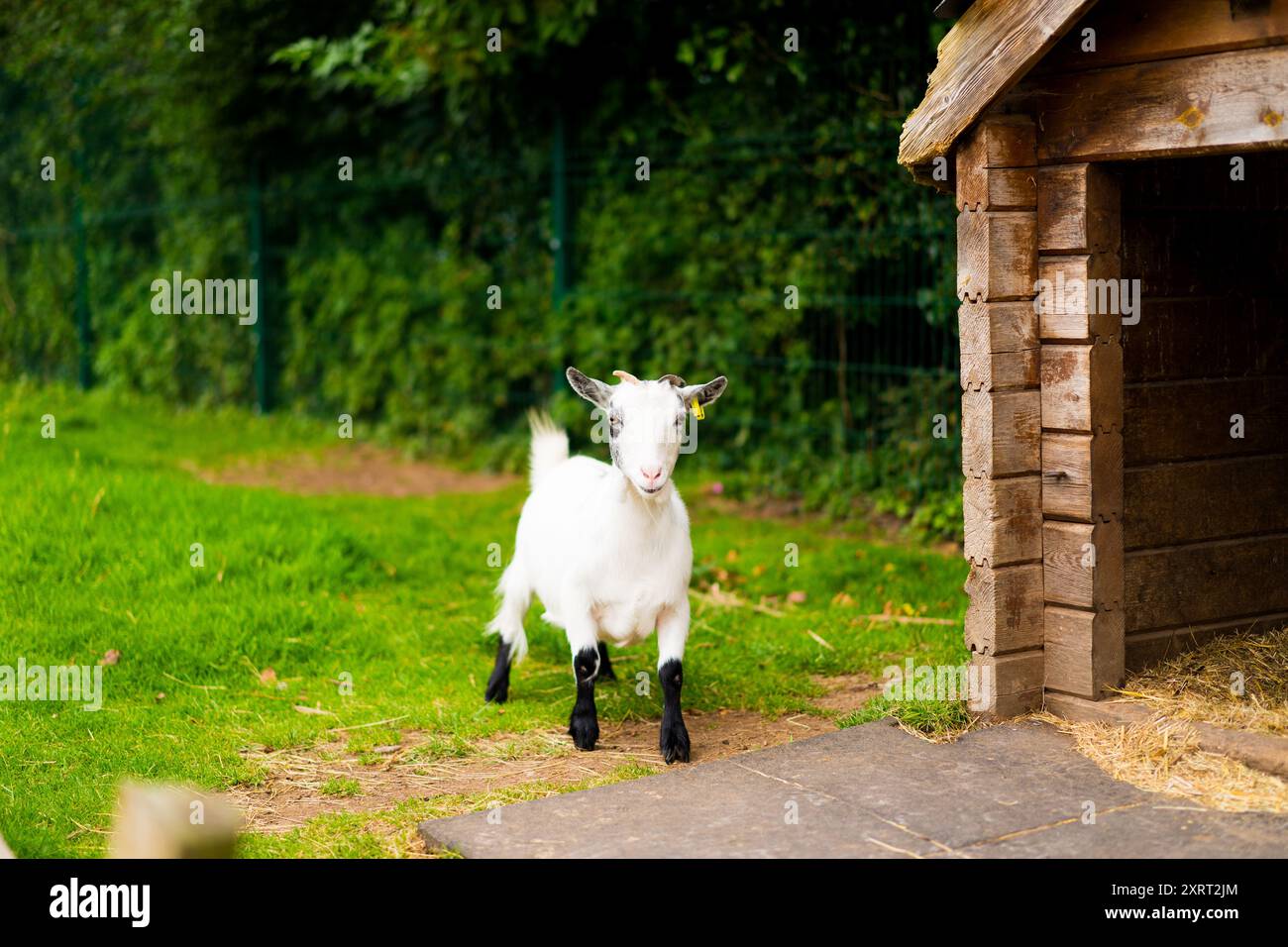 Small goat in an enclosure Stock Photo - Alamy