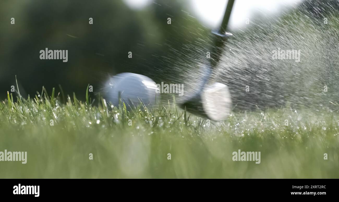Golf club hits a golf ball. Drops of morning dew and grass particles ...