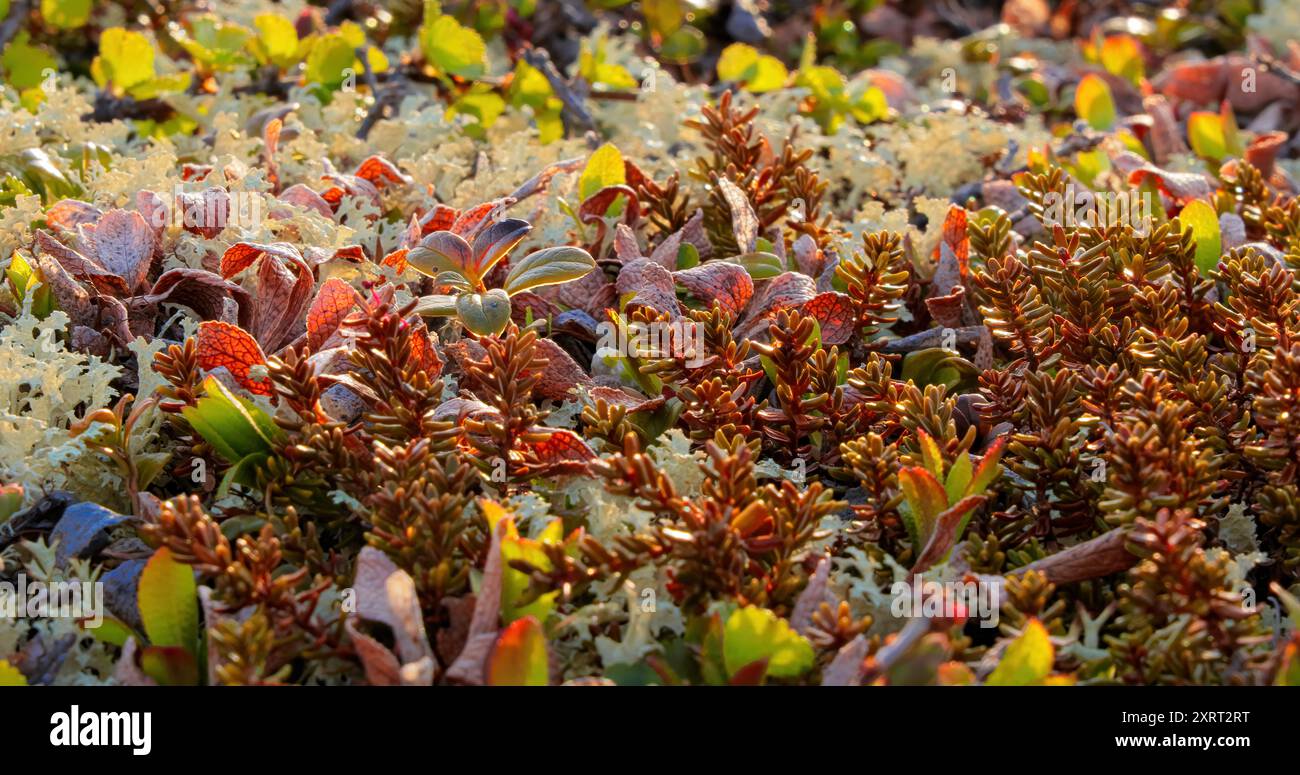 Arctic Tundra lichen moss close-up. Found primarily in areas of Arctic ...