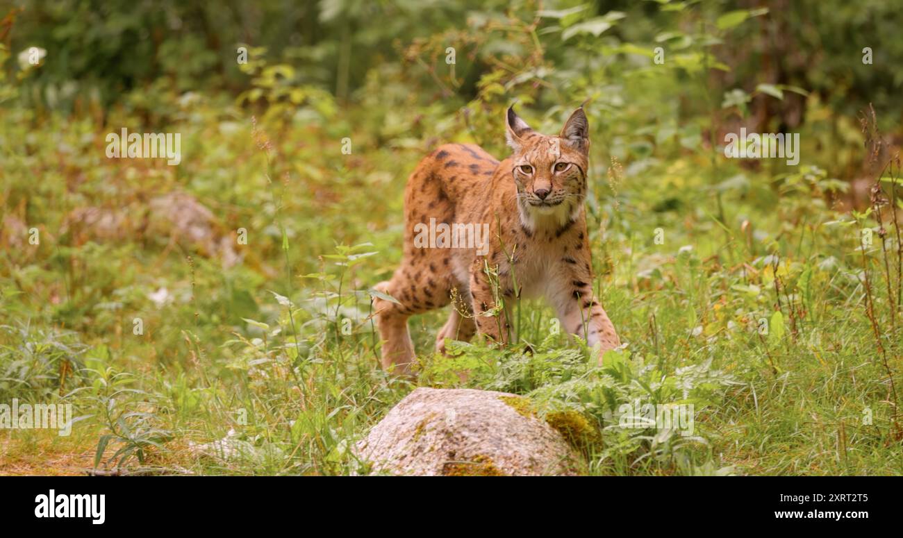 The Eurasian lynx (Lynx lynx) in the forest. Of the four lynx species ...