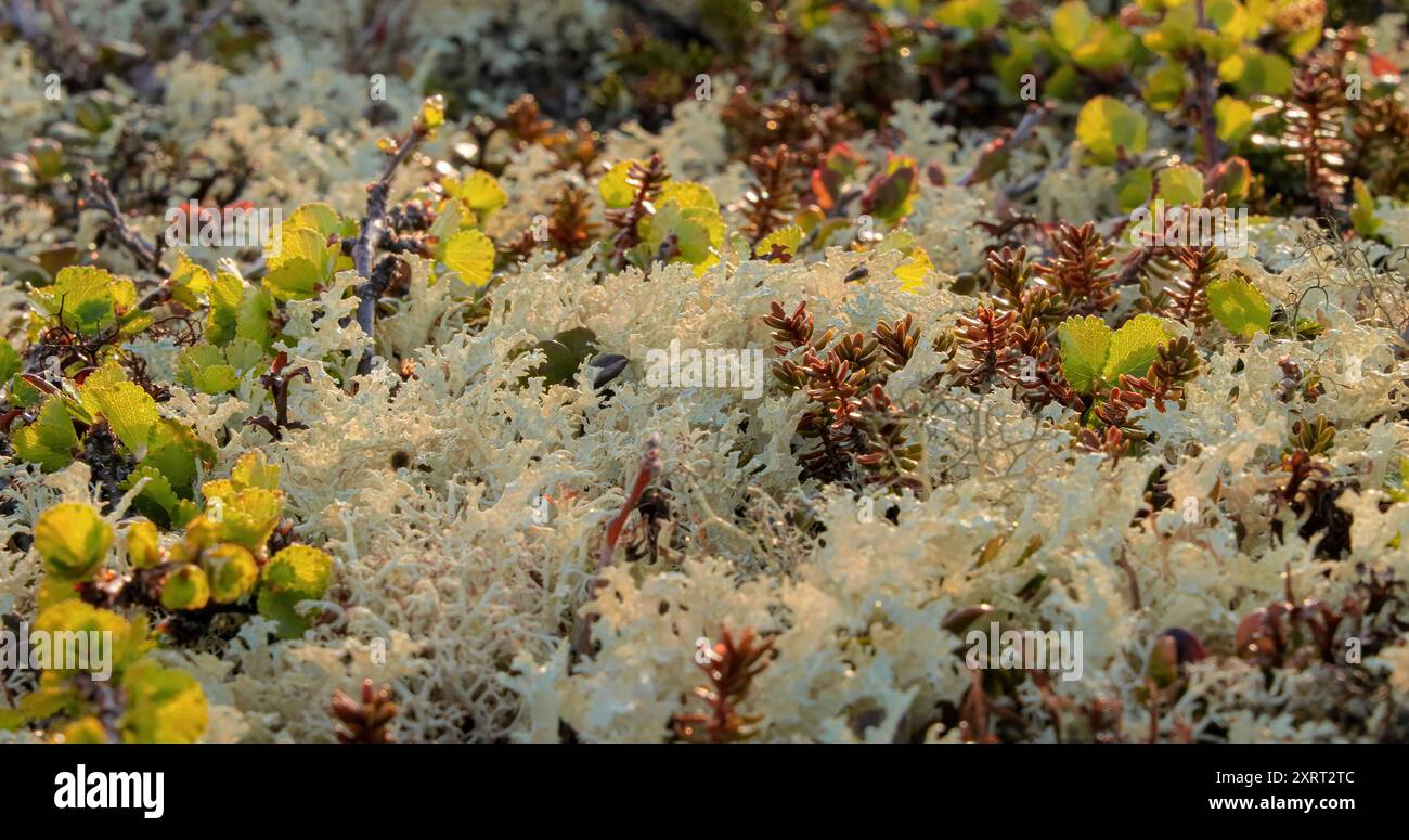 Arctic Tundra lichen moss close-up. Found primarily in areas of Arctic ...