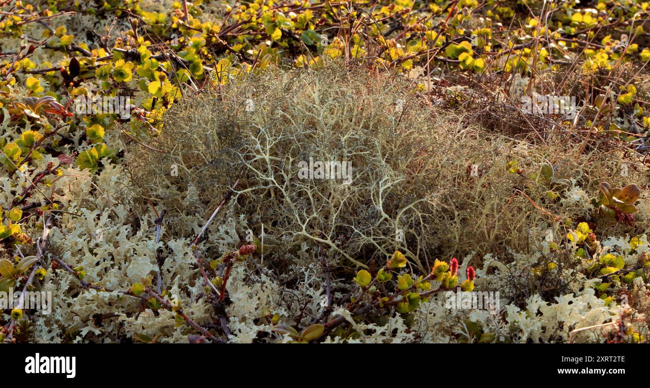 Arctic Tundra lichen moss close-up. Found primarily in areas of Arctic ...
