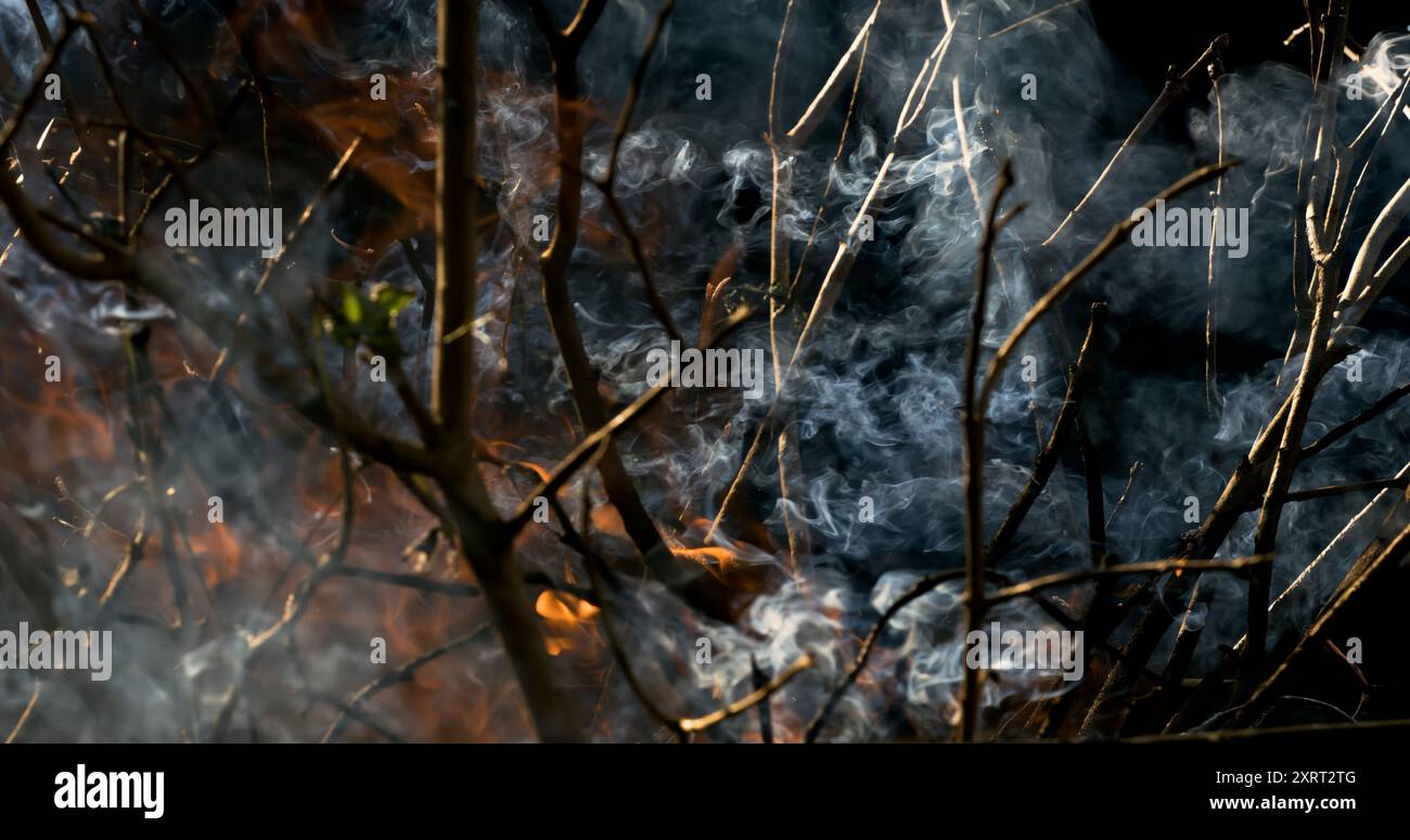 Branches trees burning in smoking hi-res stock photography and images ...