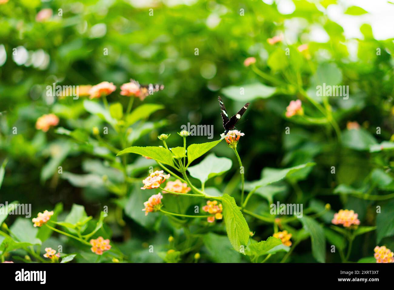 Pili palas wales hi-res stock photography and images - Alamy