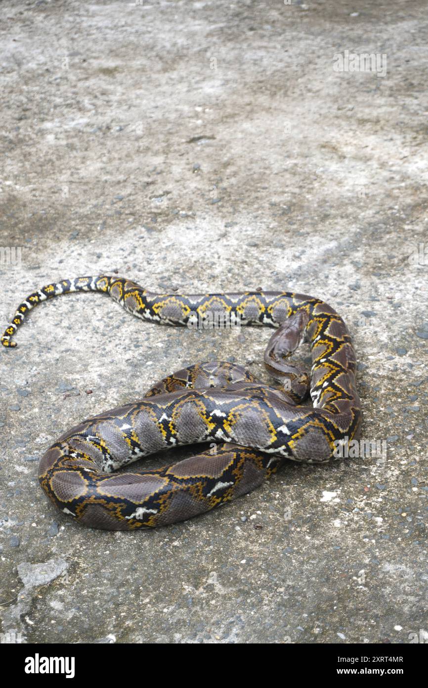 a long python lying on the floor Stock Photo - Alamy