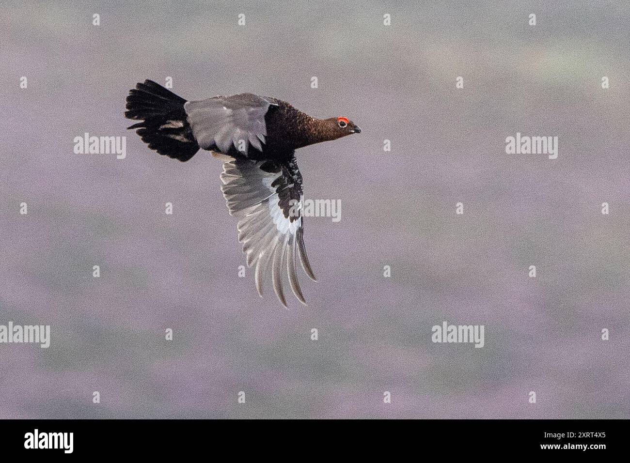 A grouse flies across the moors in the Lammermuir Hills, near Gifford ...