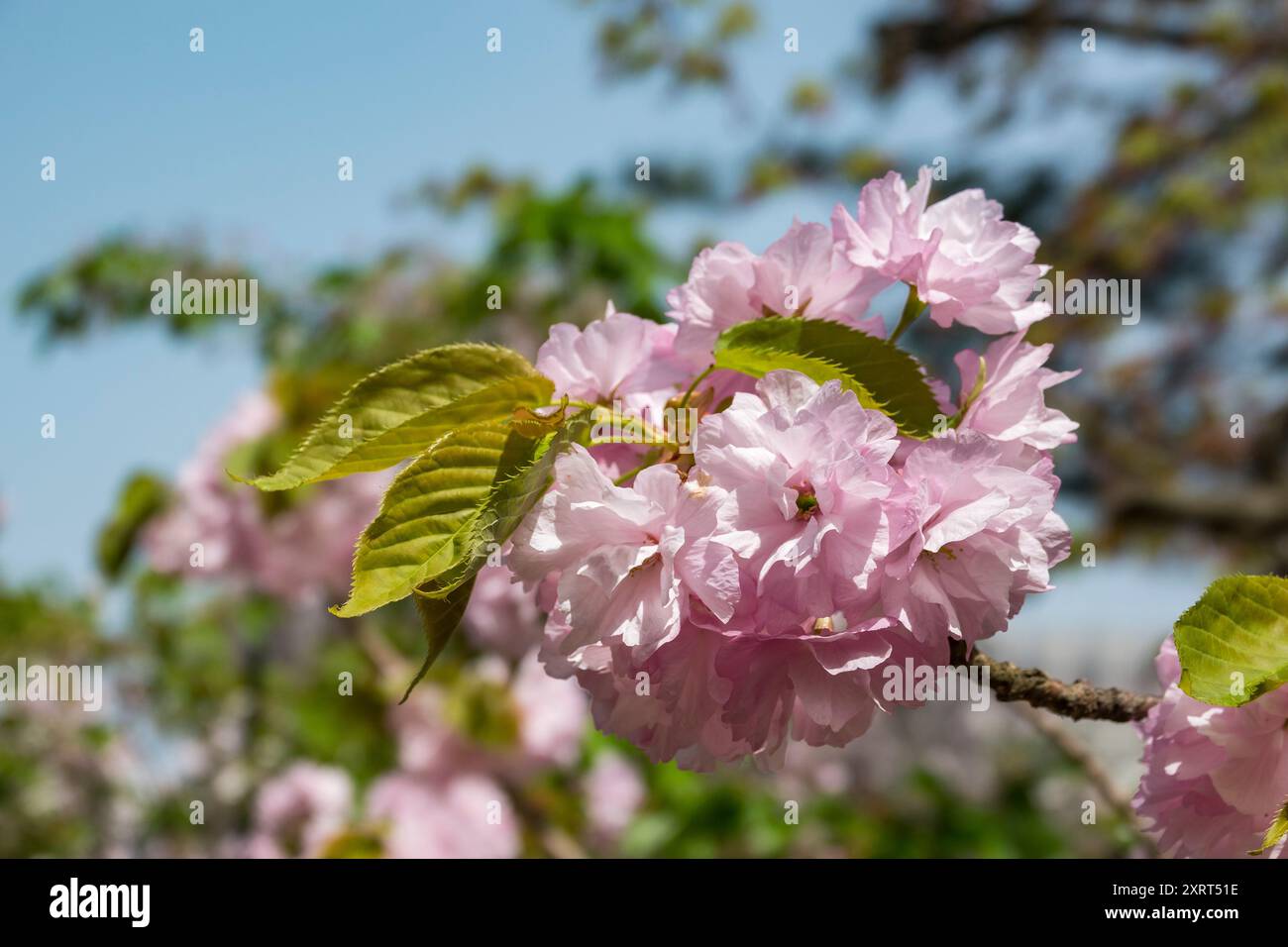 Prunus Kanzan in late bloom at Hirosaki Castle and gardens during the ...