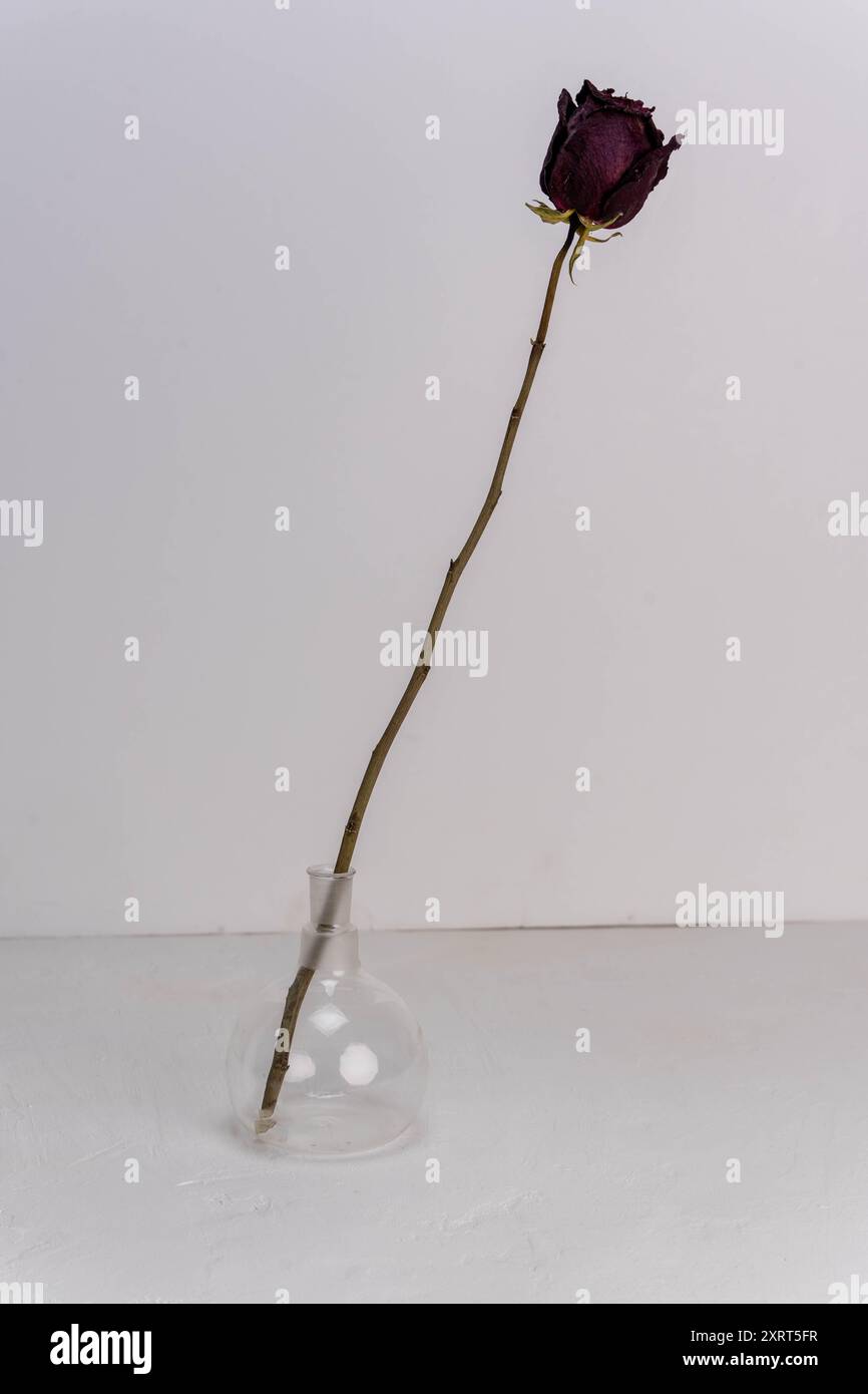 A single wilted rose in a glass flask on a white surface Stock Photo ...