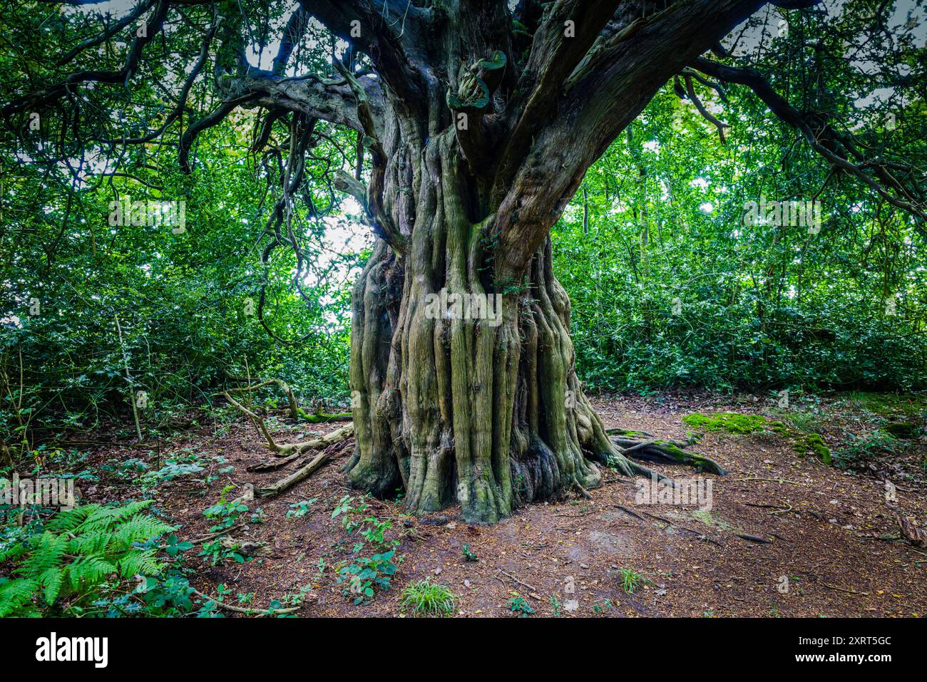 Trees yew hi-res stock photography and images - Alamy