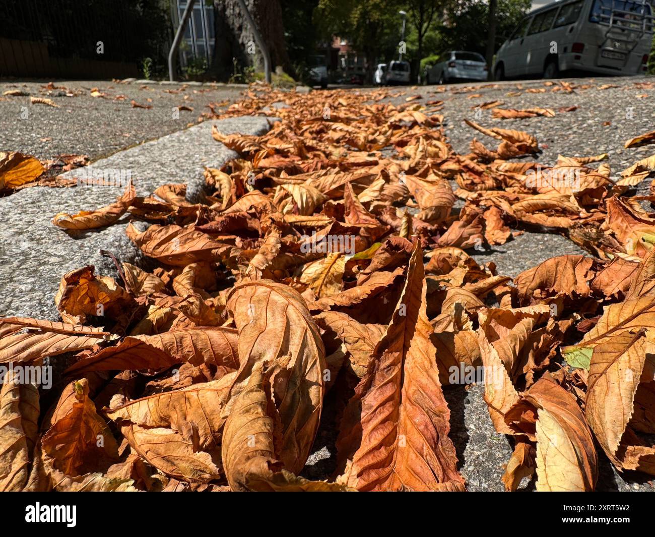 Freiburg Im Breisgau, Germany. 12th Aug, 2024. Brown, wilted leaves of ...