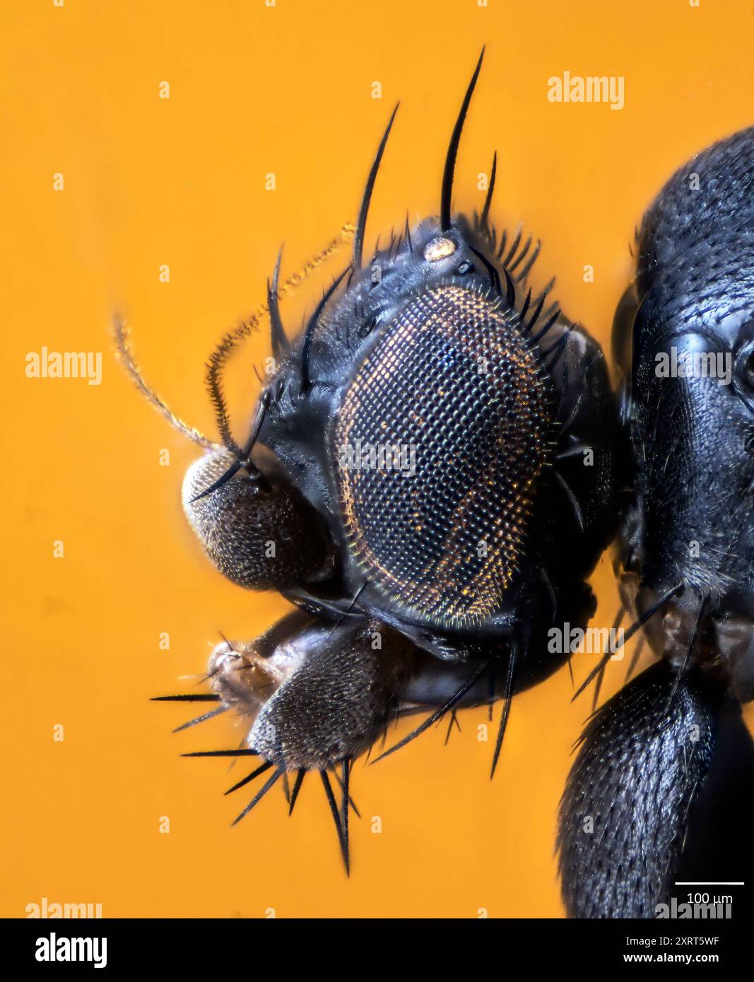 The head of a hump-backed fly (Family Phoridae). South-western Norway ...