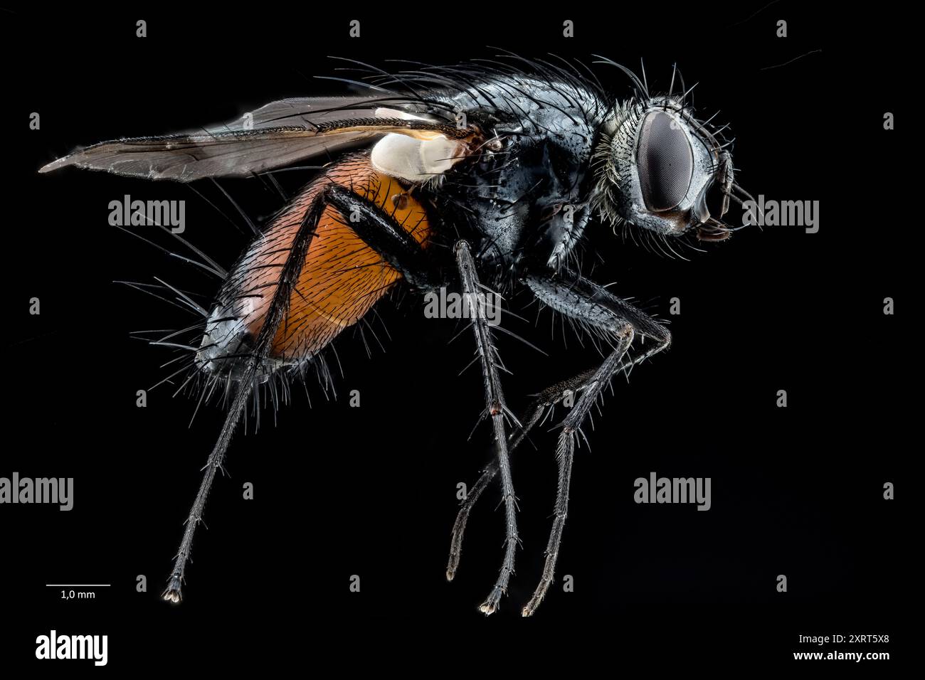 The univoltine diptera Eriothrix rufomaculata Stock Photo - Alamy