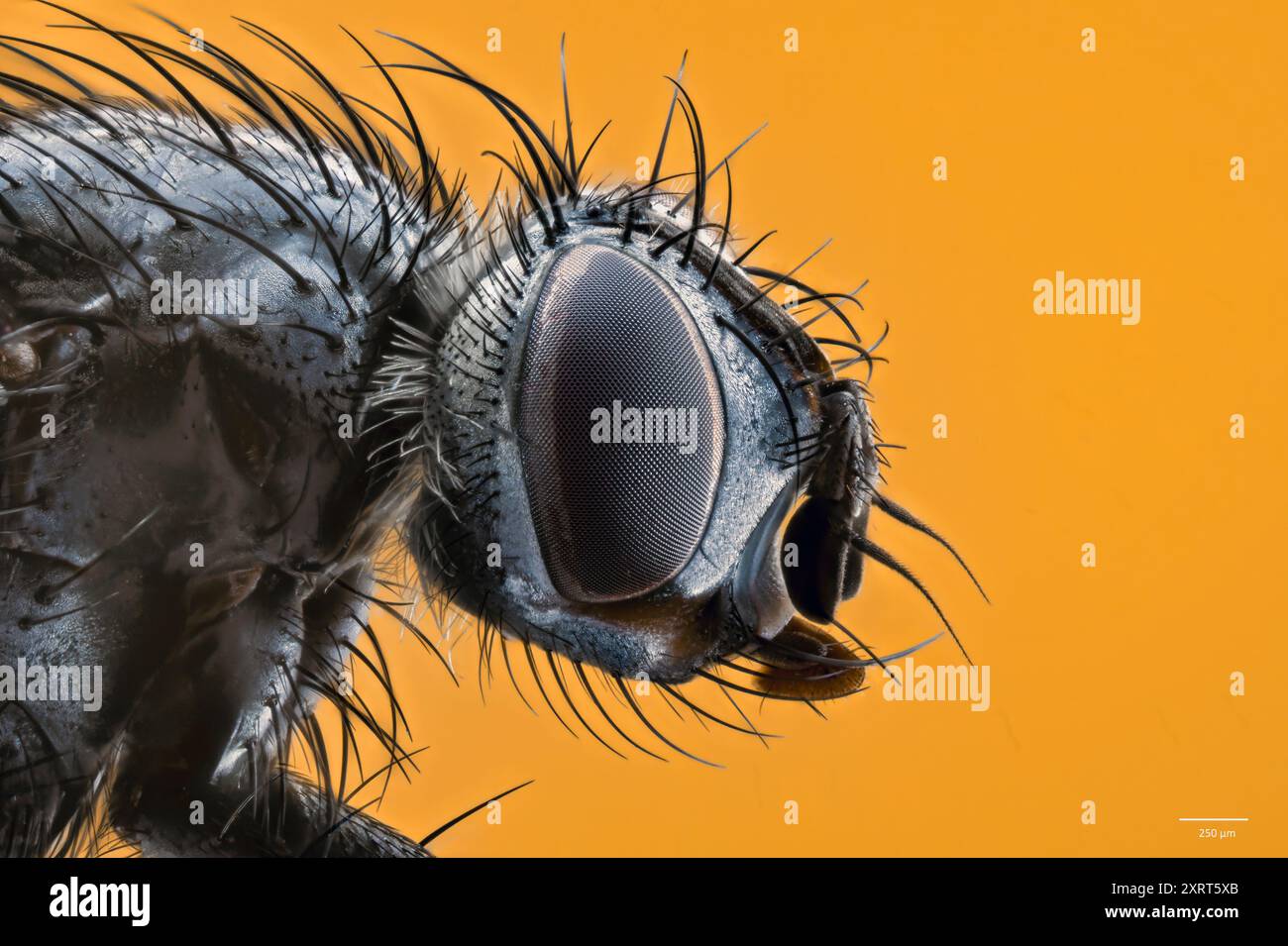 The head and thorax of the univoltine diptera Eriothrix rufomaculata ...