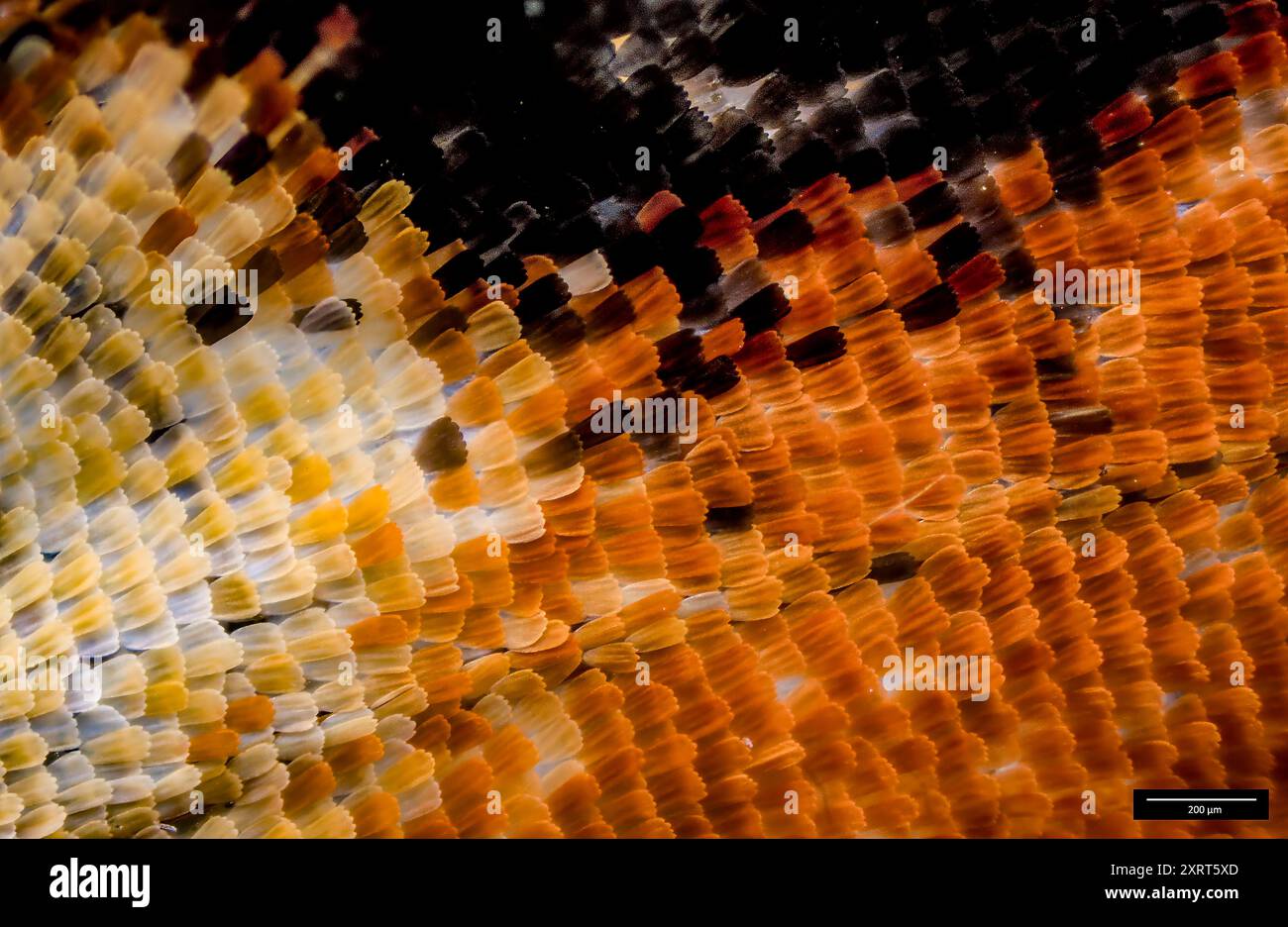 Butterfly scales microscopic hi-res stock photography and images - Alamy
