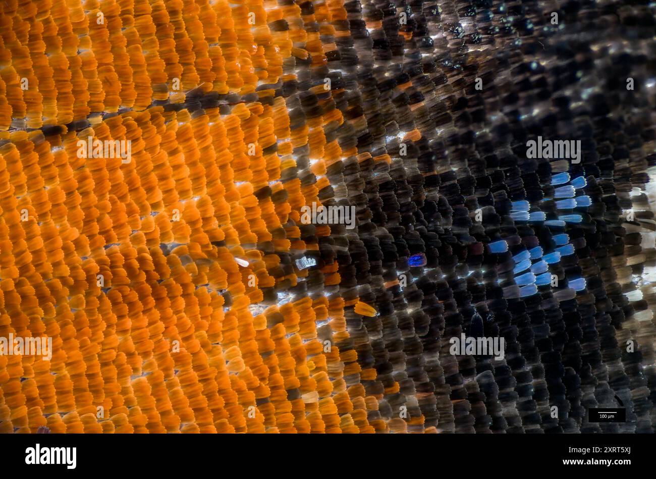Wing scales of the butterfly small tortoiseshell (Aglais urticae Stock ...