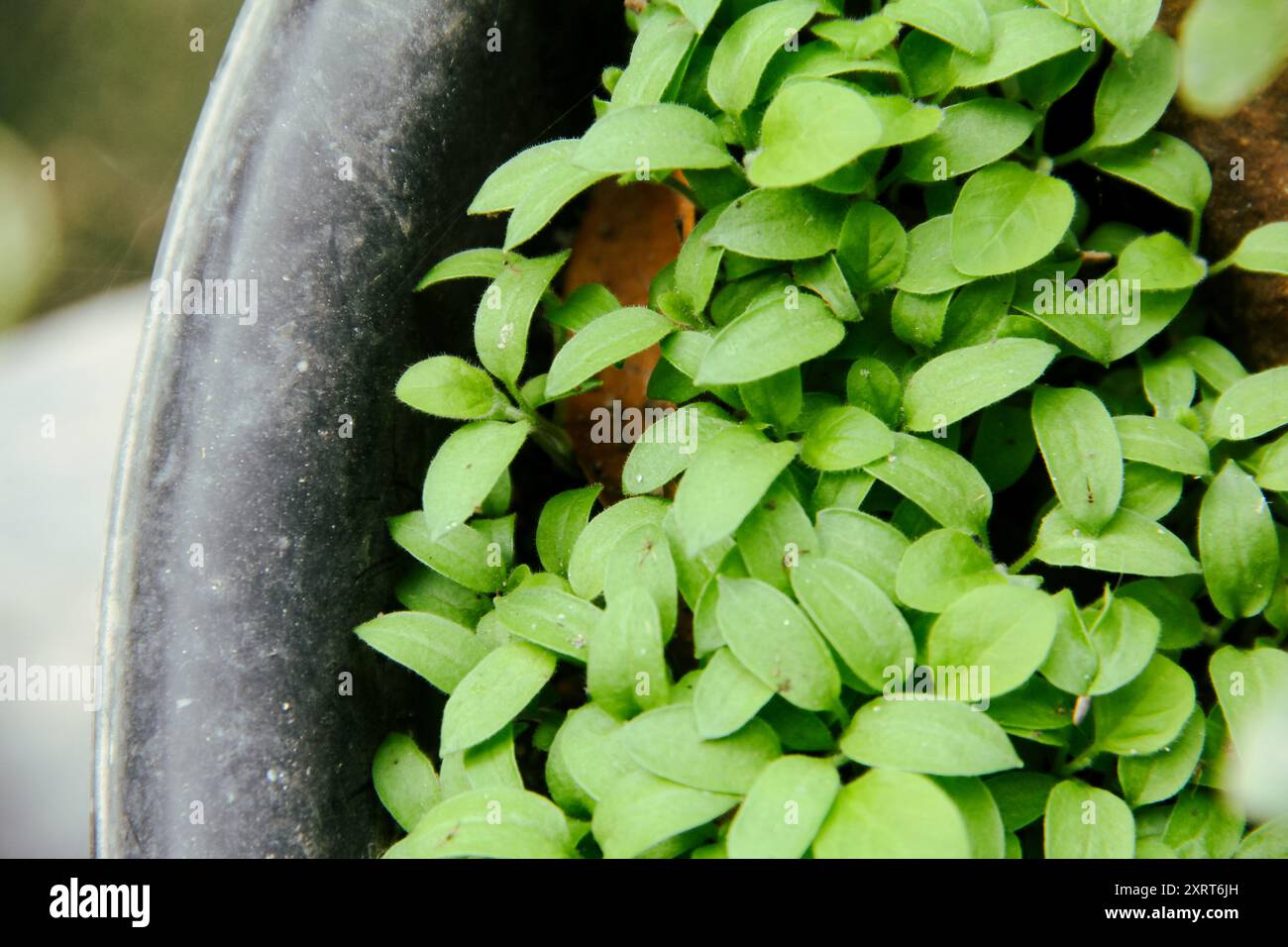 Seeds and seeds of green and fresh vegetable plants in a pot Stock ...
