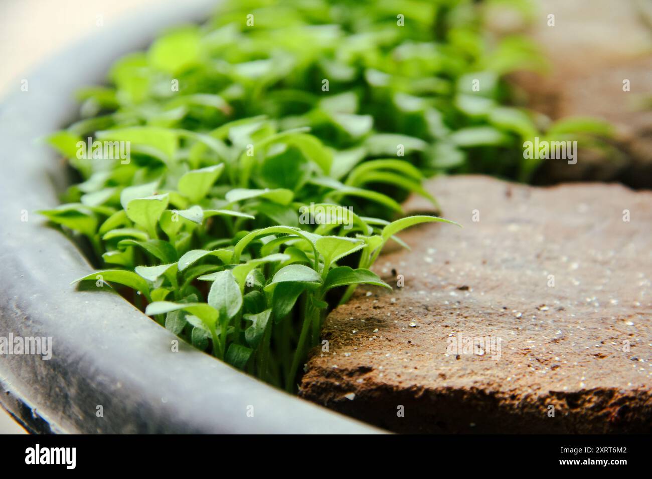 Seeds and seeds of green and fresh vegetable plants in a pot Stock ...