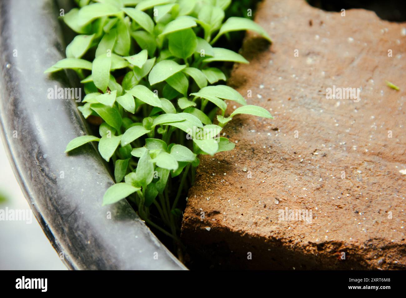 Seeds and seeds of green and fresh vegetable plants in a pot Stock ...