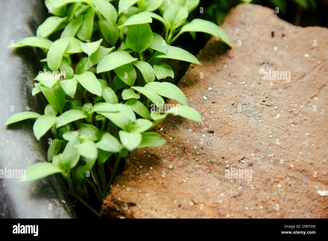Seeds and seeds of green and fresh vegetable plants in a pot Stock ...