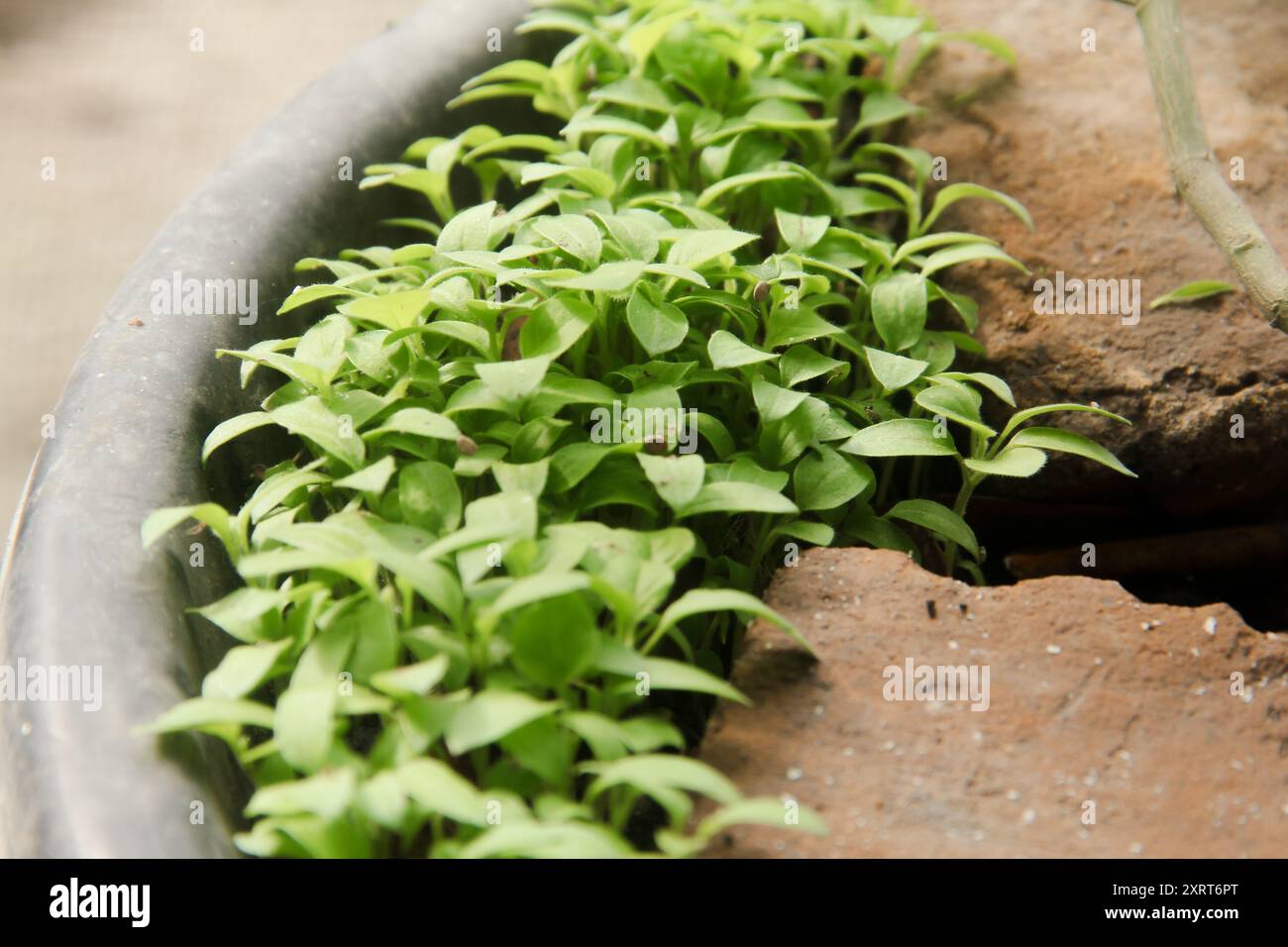 Seeds and seeds of green and fresh vegetable plants in a pot Stock ...