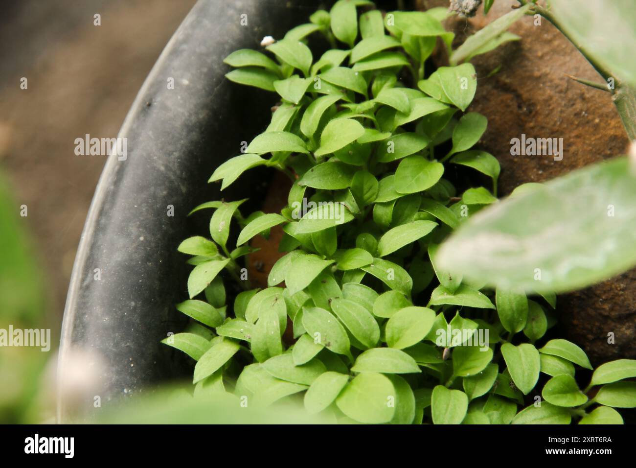 Seeds and seeds of green and fresh vegetable plants in a pot Stock ...
