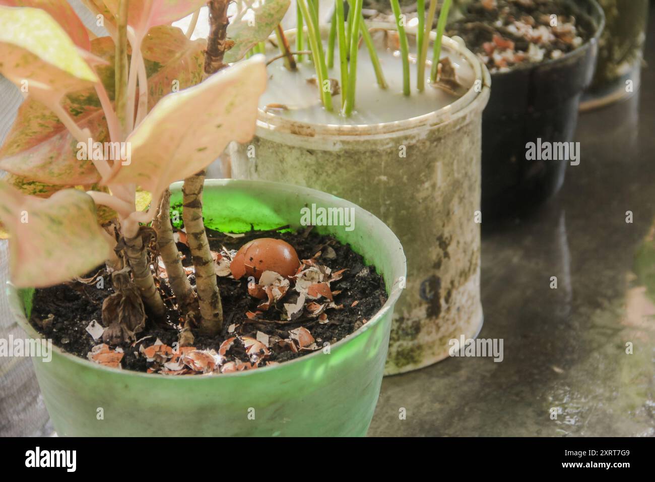 Egg shells and plants, the benefits of calcium from egg shells are good ...