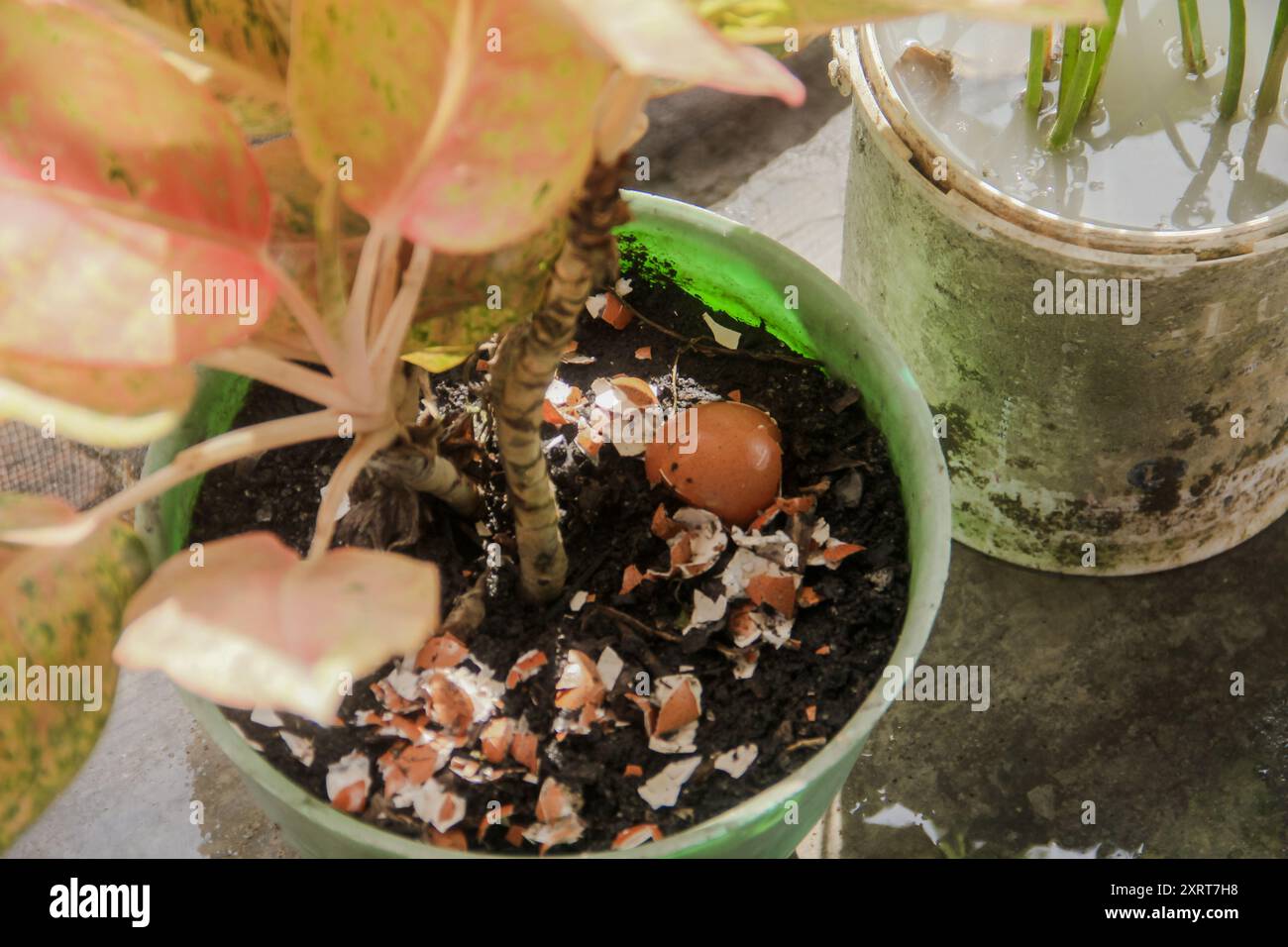 Egg shells and plants, the benefits of calcium from egg shells are good ...