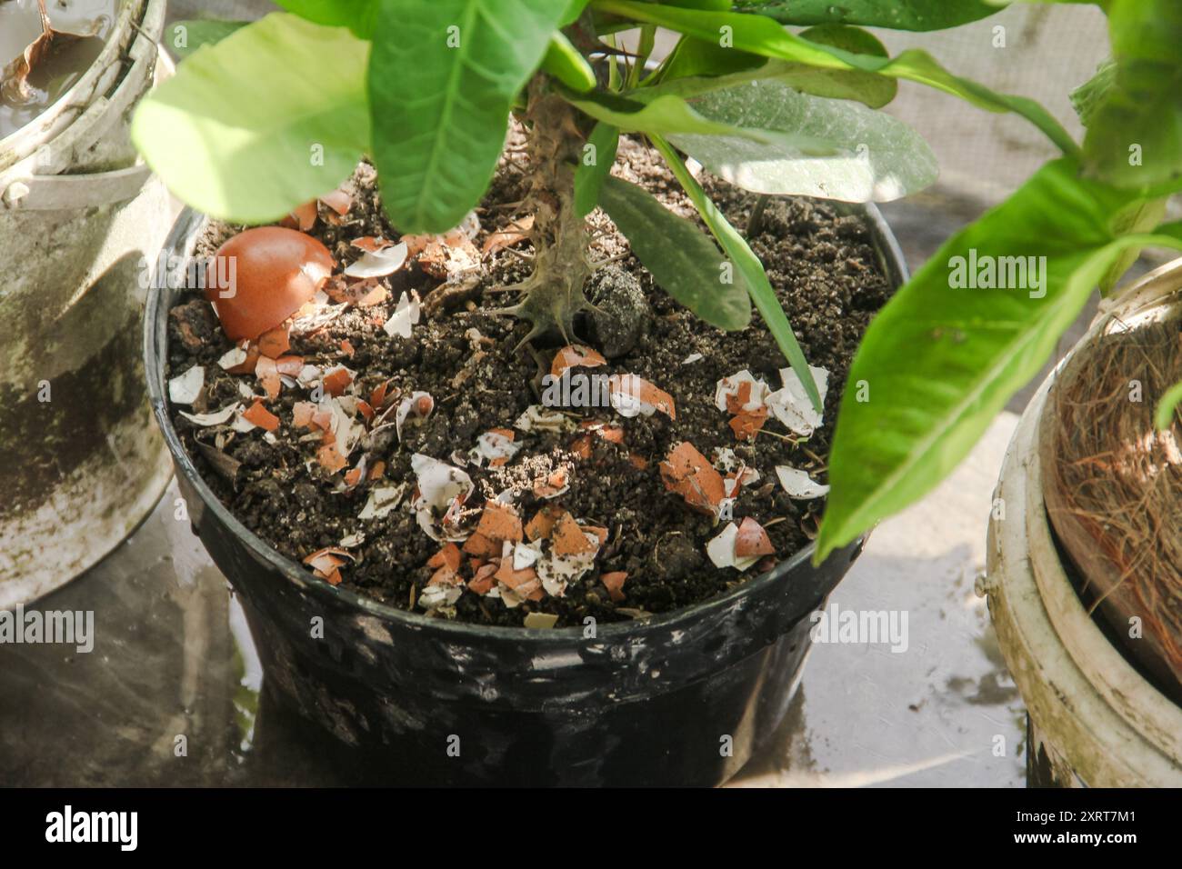 Egg shells and plants, the benefits of calcium from egg shells are good ...