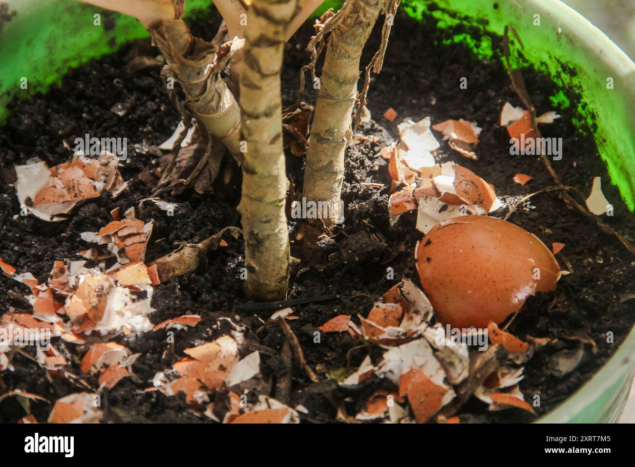 Egg shells and plants, the benefits of calcium from egg shells are good ...