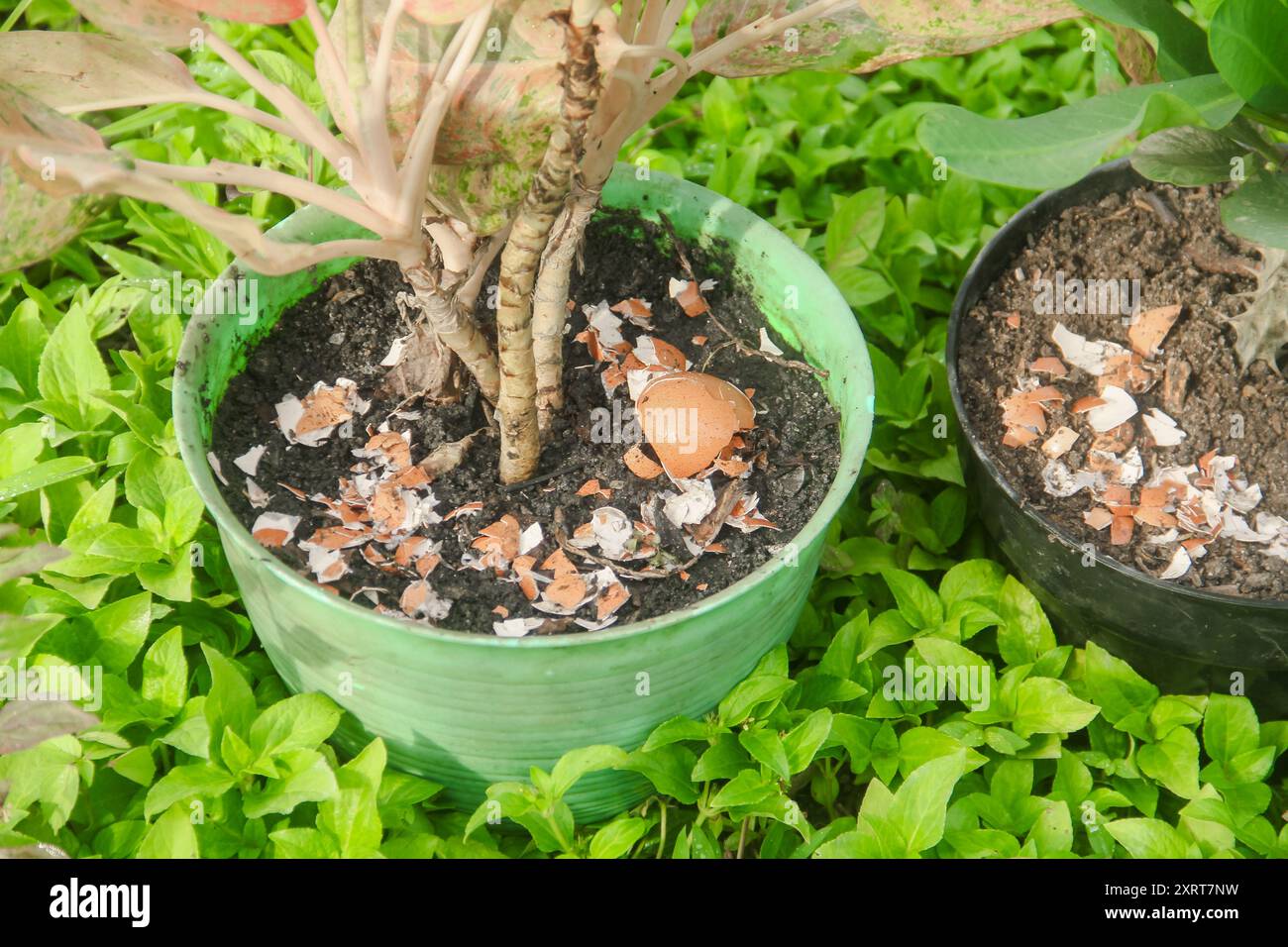 Egg shells and plants, the benefits of calcium from egg shells are good ...