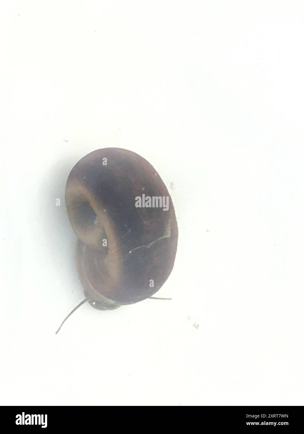 Ramshorn snails (Planorbidae) Mollusca Stock Photo - Alamy