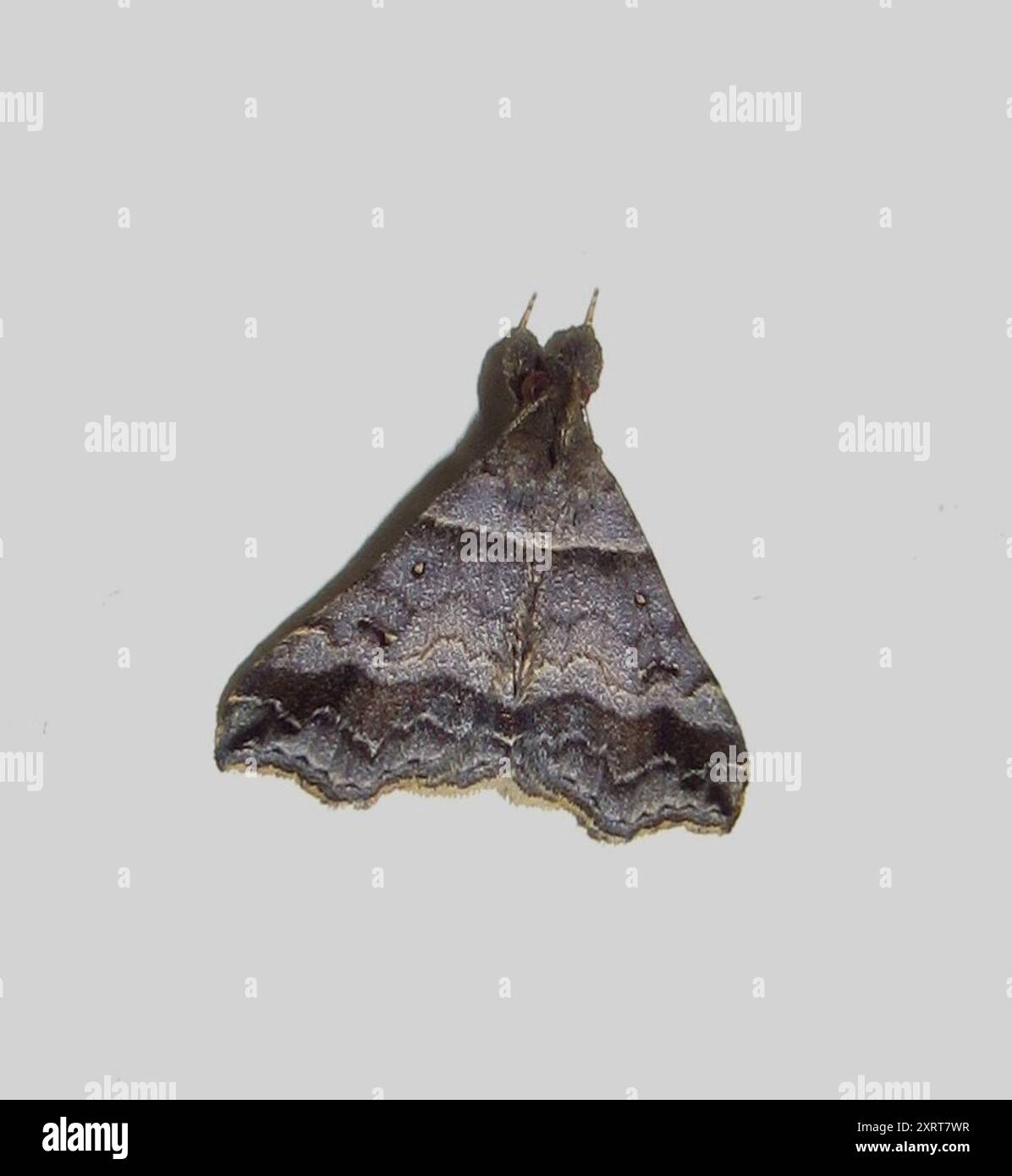 Salia hi-res stock photography and images - Alamy