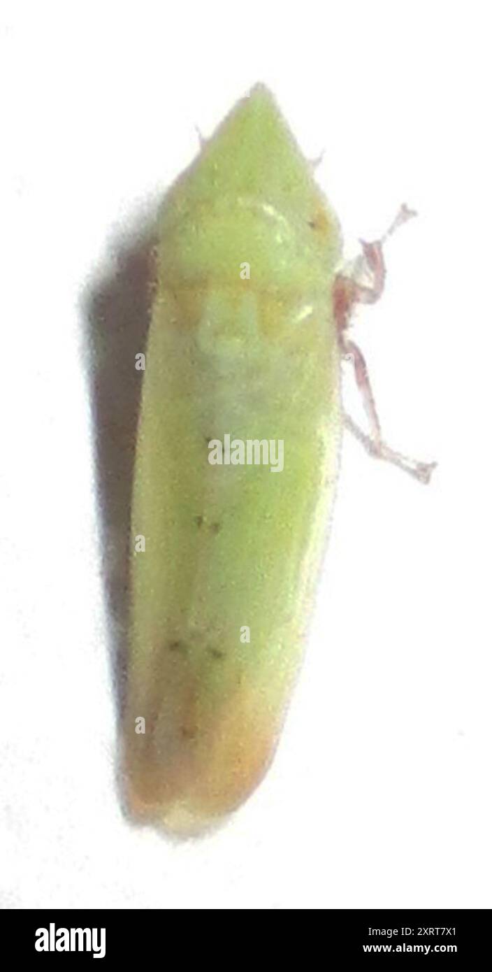 Typical Leafhoppers (Cicadellidae) Insecta Stock Photo - Alamy