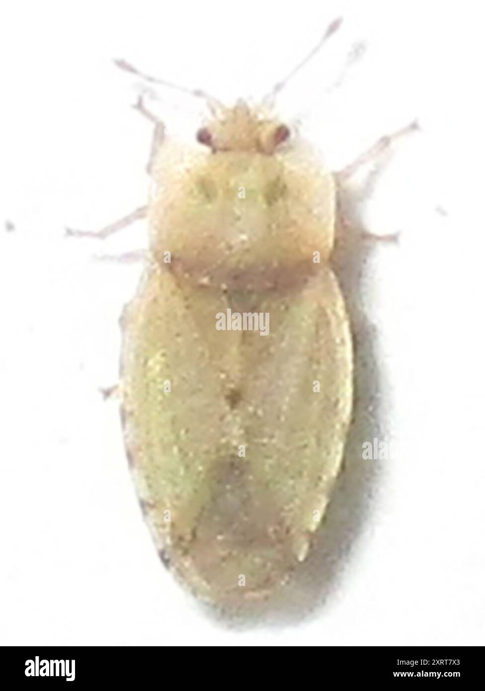 Ash-gray Leaf Bugs (Piesmatidae) Insecta Stock Photo - Alamy