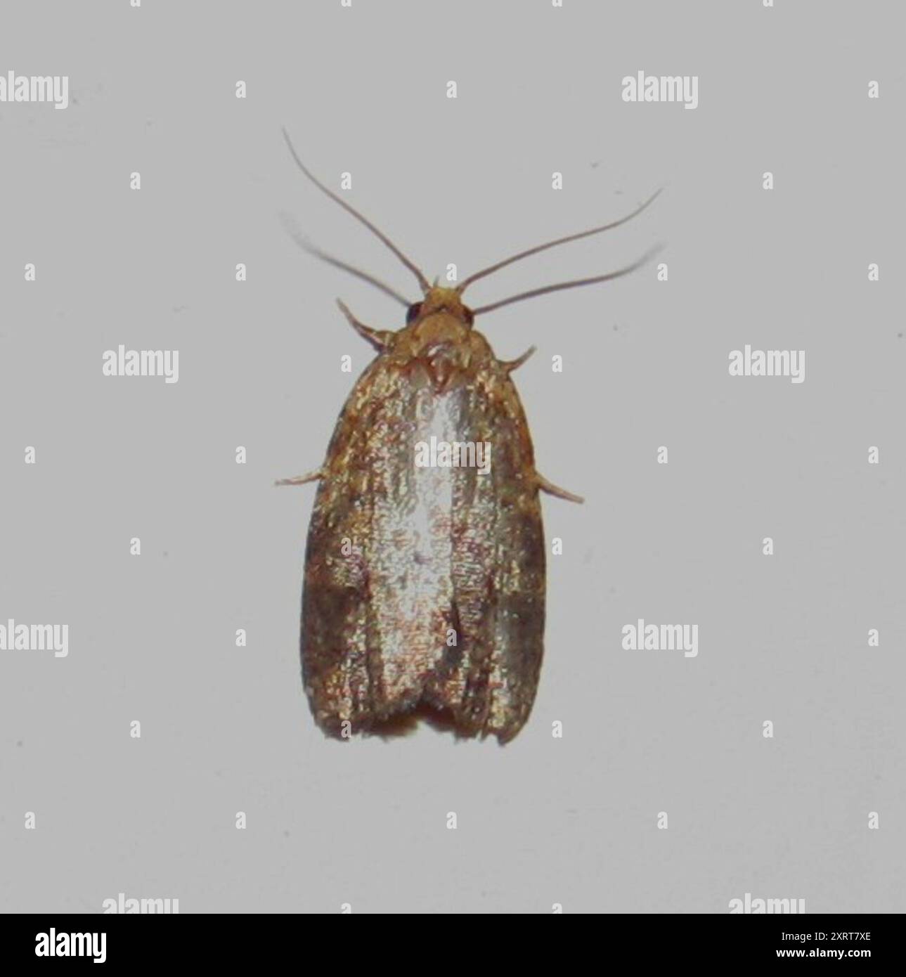 Curved-horn Moths (Gelechioidea) Insecta Stock Photo - Alamy