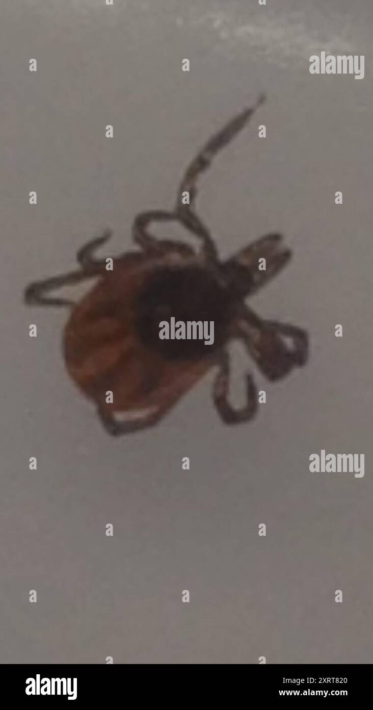 Eastern Black-legged Tick (Ixodes scapularis) Arachnida Stock Photo - Alamy
